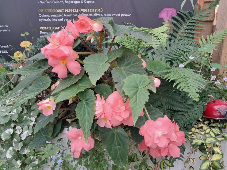 Mums need roses @ardcarnegardencentre Boyle – Foodaware